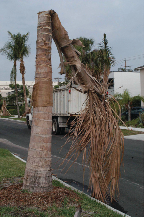 New UF/IFAS tool detects deadly palm trunk rot before trees collapse ...