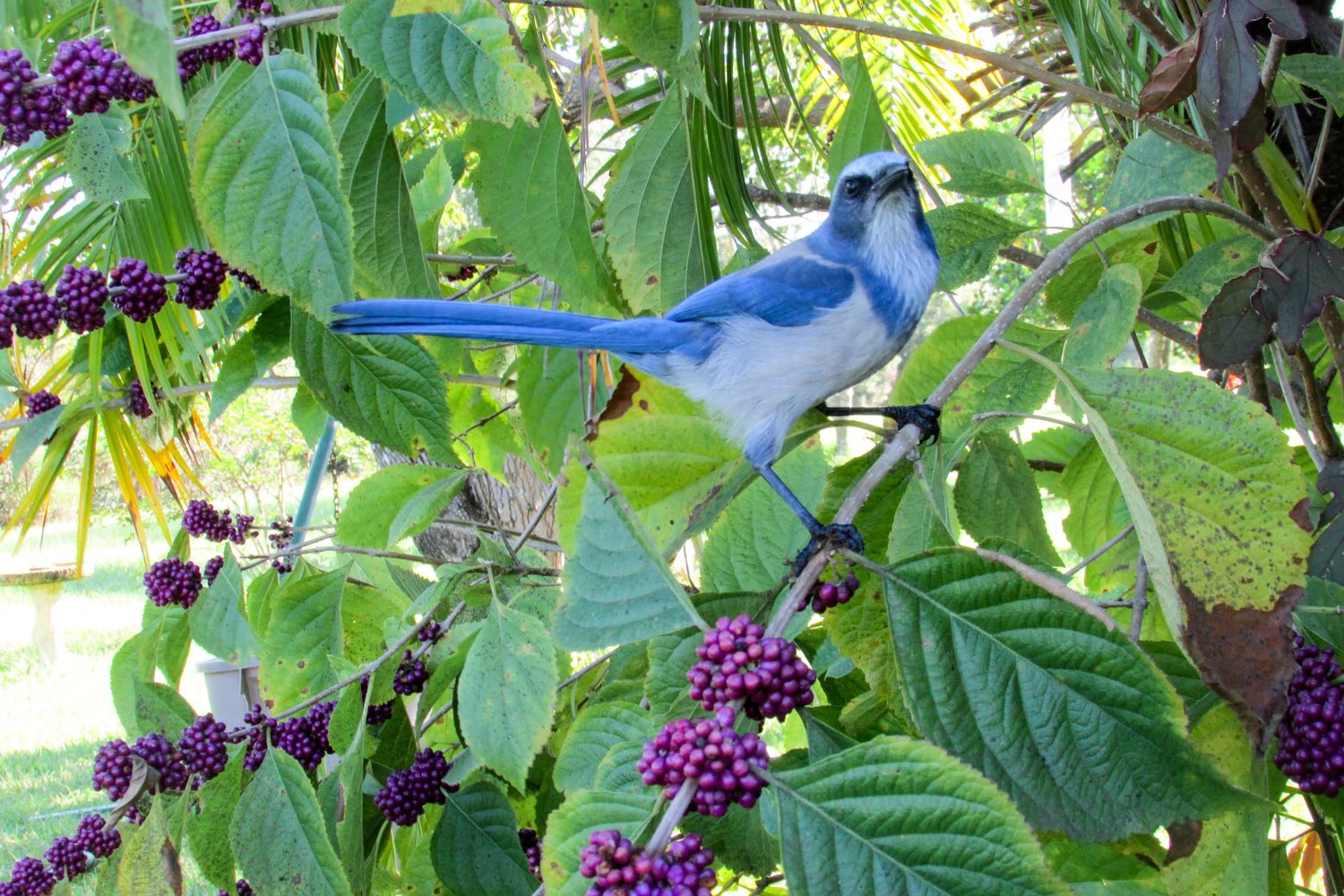 Audubon Florida releases report detailing successes for the Florida ...