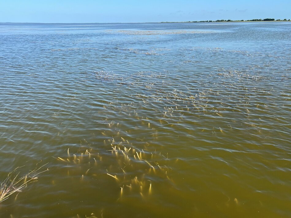 The revival of Lake Apopka - The Apopka Voice