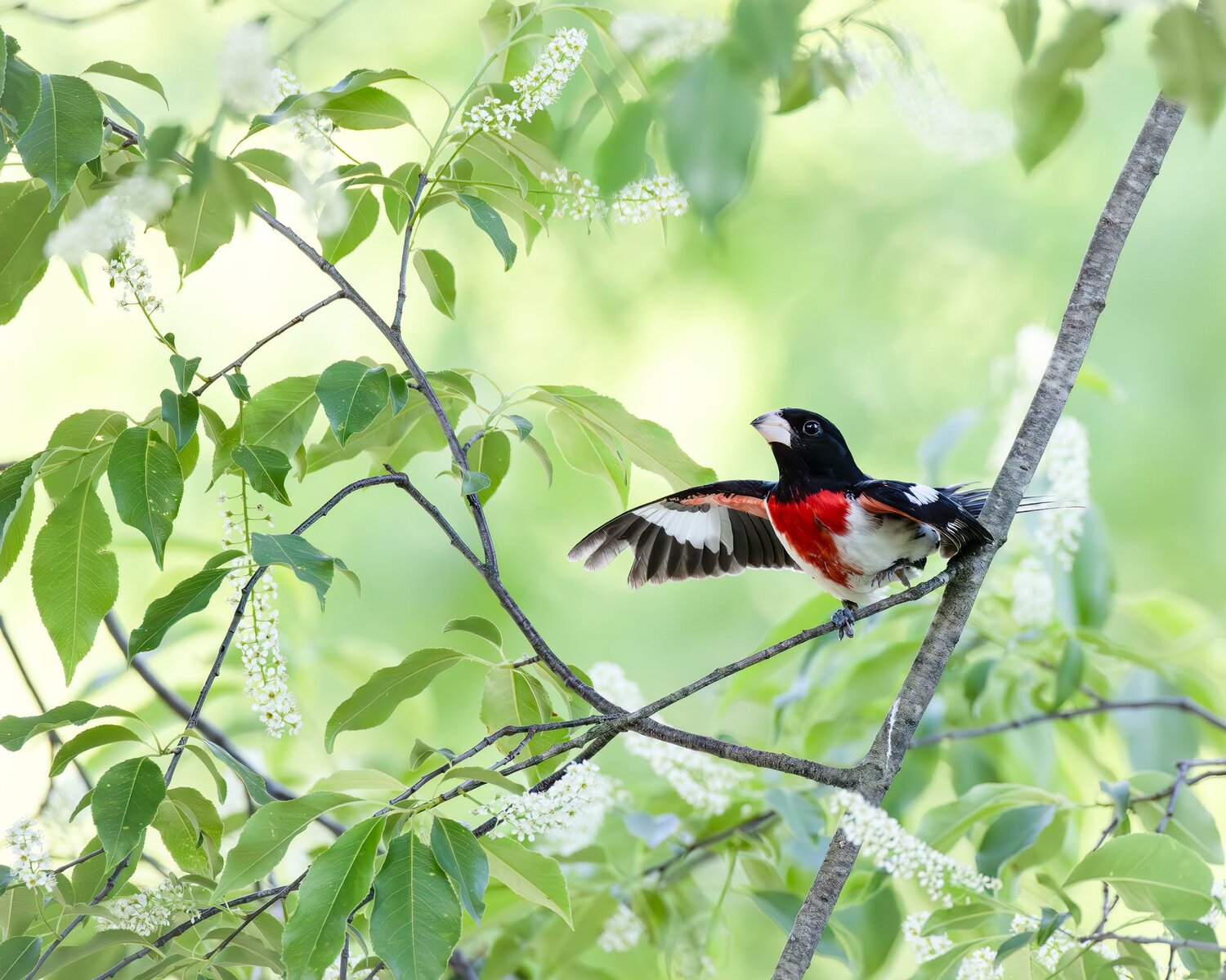 30 Million Birds flew over the Sunshine State this week – fall ...