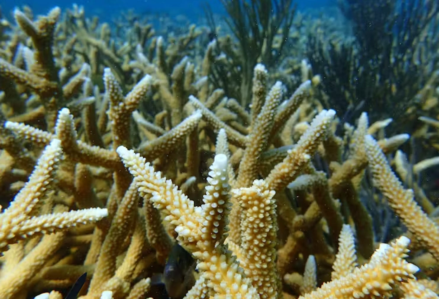 2 iconic coral species are now functionally extinct off Florida, study ...