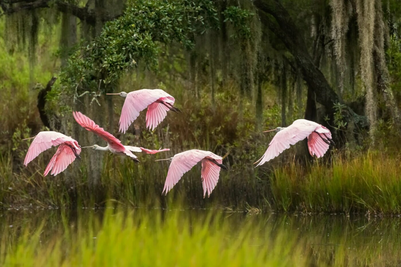 Audubon Florida and Orange County History Center celebrate 125 years of ...