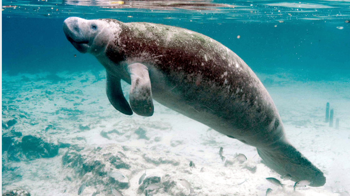 Manatee Festival at Blue Spring draws thousands while teaching visitors ...