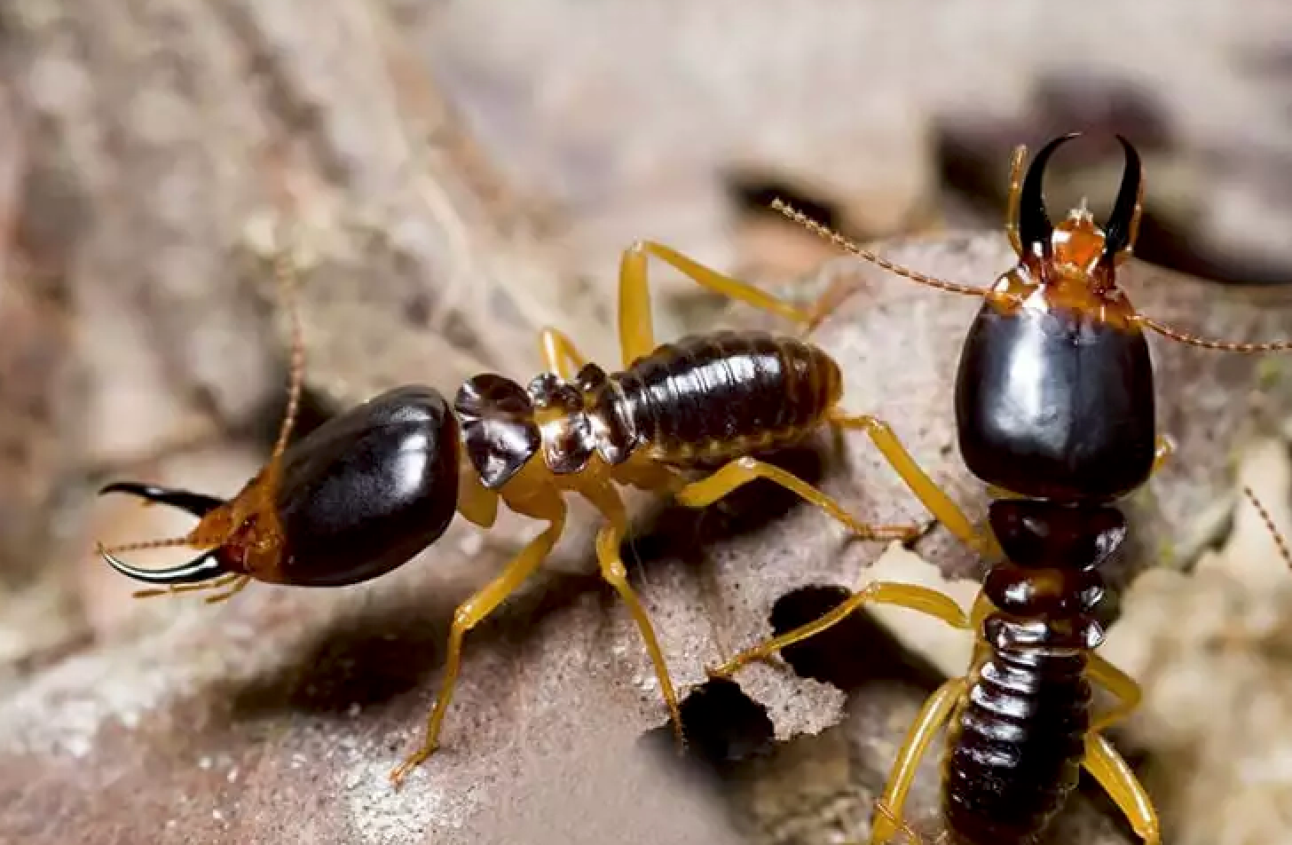 Florida termite breakthrough research sparks a nationwide surveillance ...