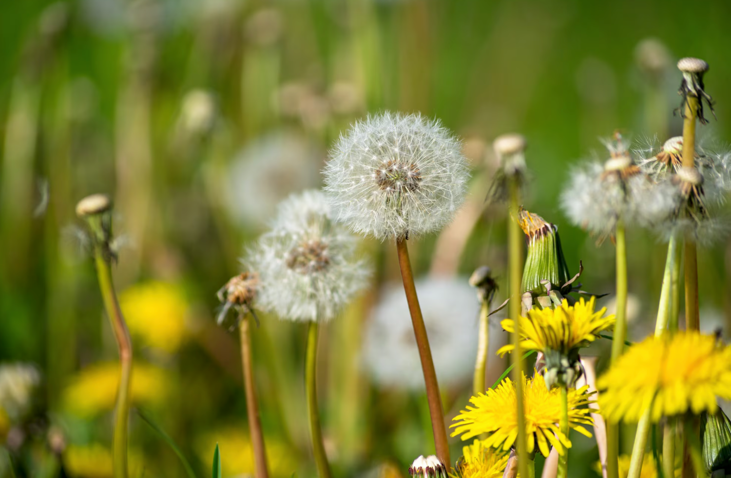 The unwelcome dust that won’t quit: Pollen season hits with full force ...