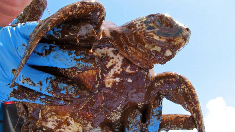 ‘God Squad’ exempts entire Gulf of Mexico oil industry from endangered ...