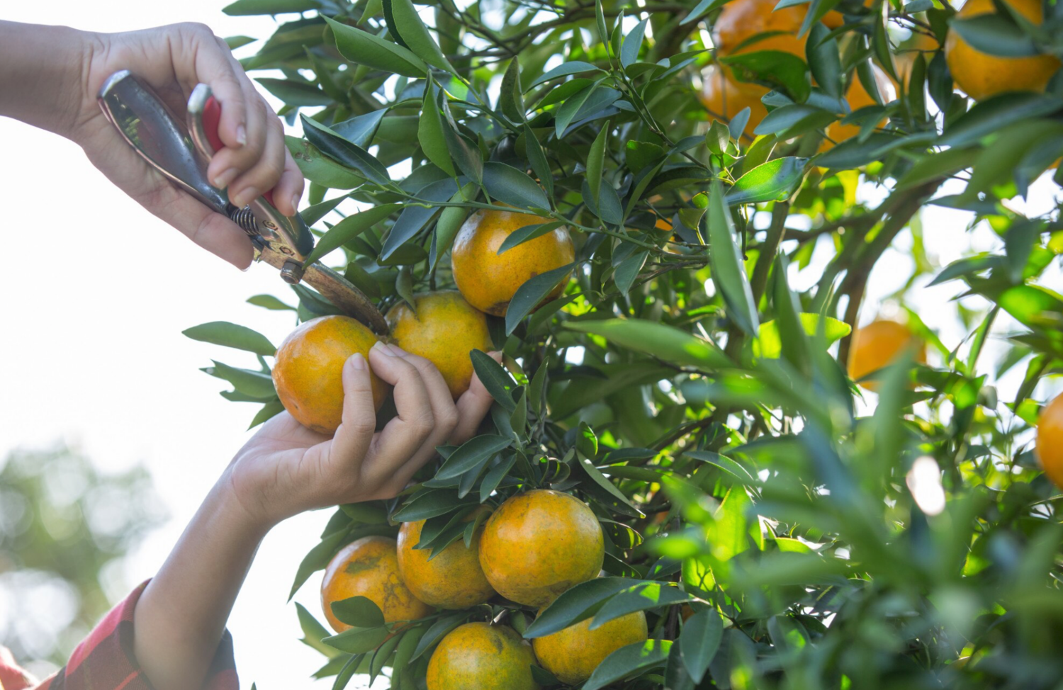 Florida citrus forecast ticks up in April, but long-term decline ...