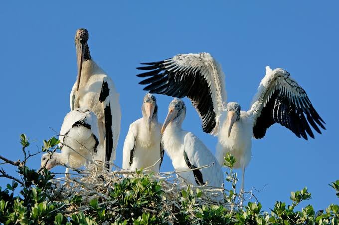 Audubon report says Everglades restoration gaining ground but warns of ...