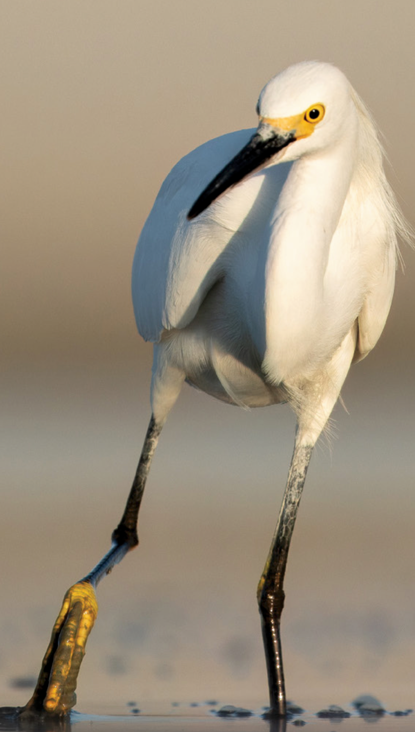Audubon report says Everglades restoration gaining ground but warns of ...