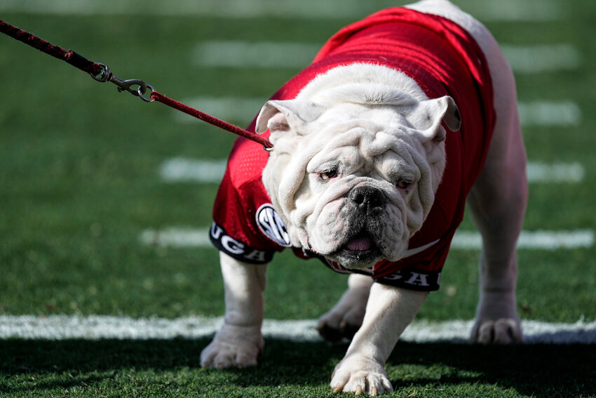 Former Georgia bulldog mascot Uga X dies, had 2 national championships ...