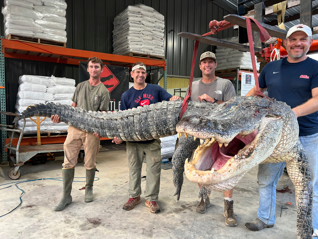 Longest alligator in Mississippi history captured by hunters - The ...