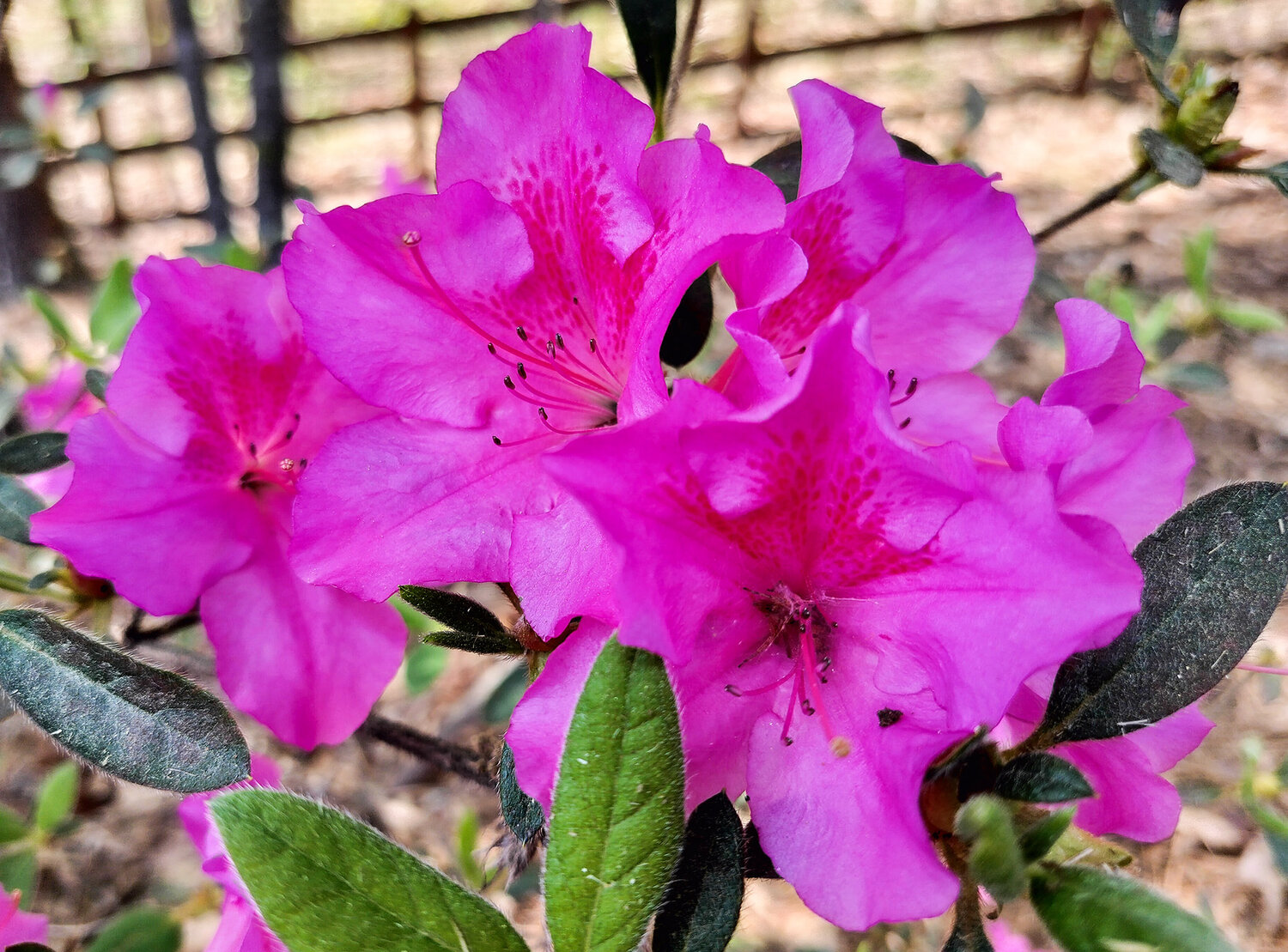 Thursday thoughts: Be willing to bloom - The Christian Index