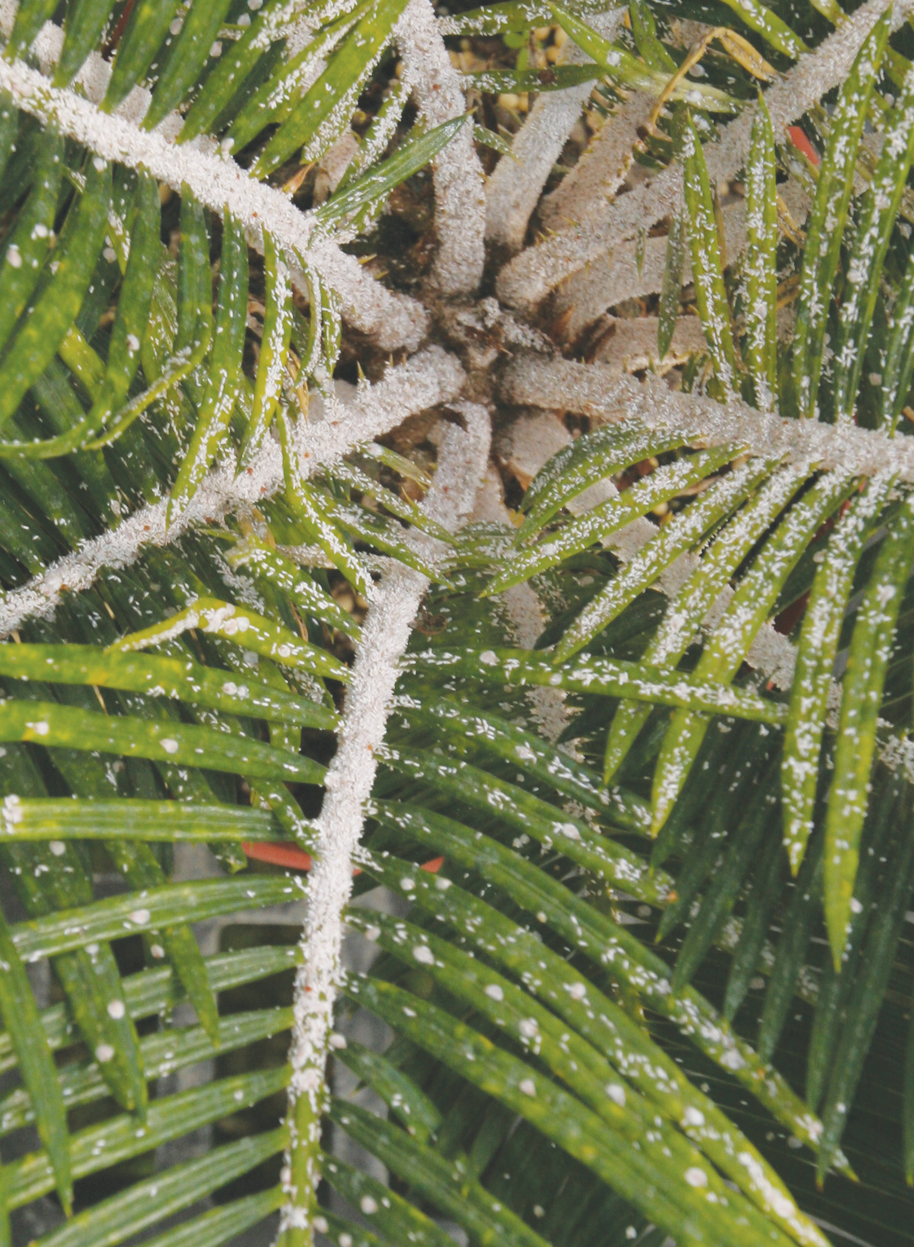 Invader Alert: Cycad Aulacaspis Scale | Clay Today