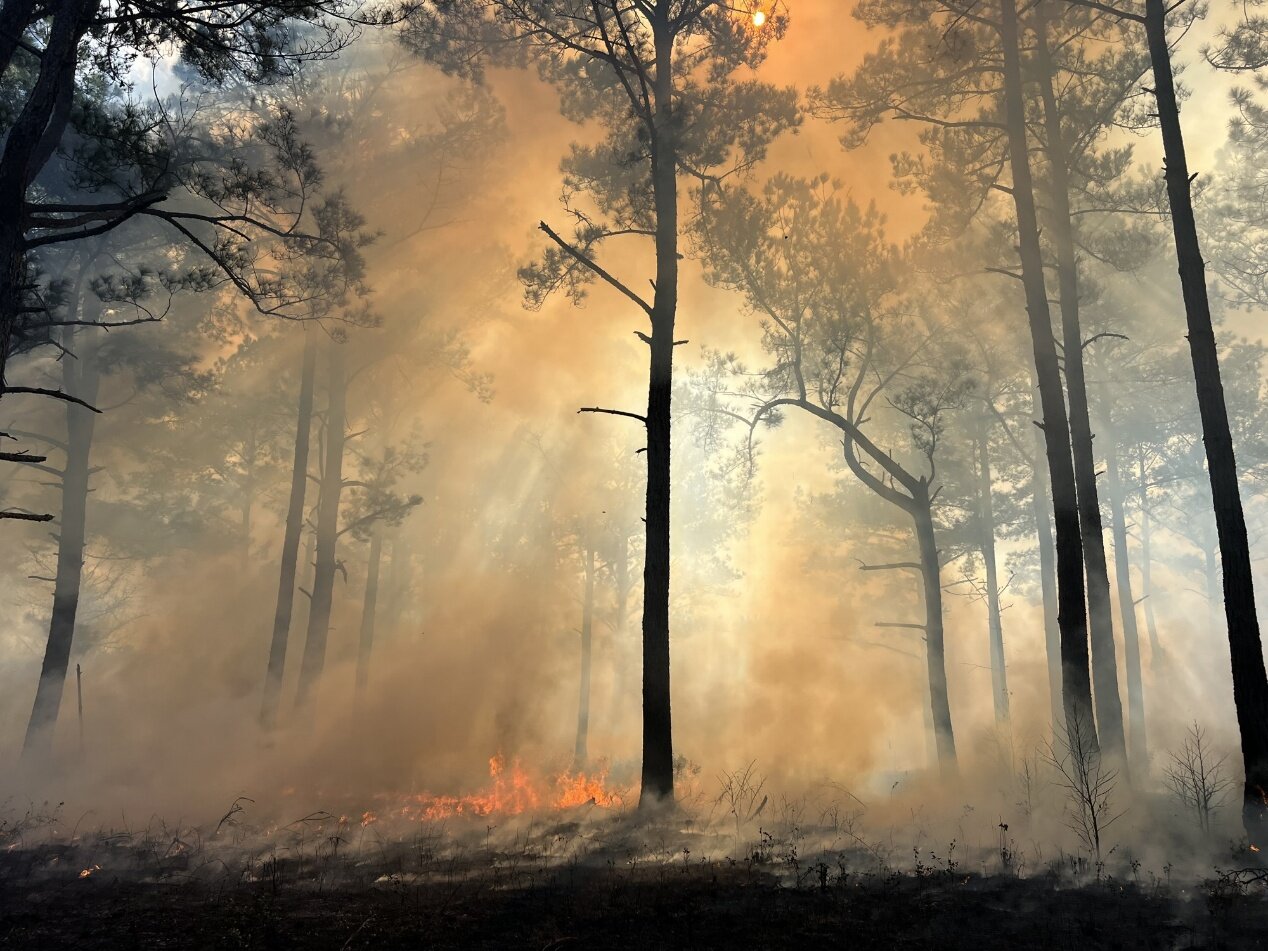 SJRWMD orders prescribed burn at JP Hall Bayard Point | Clay Today