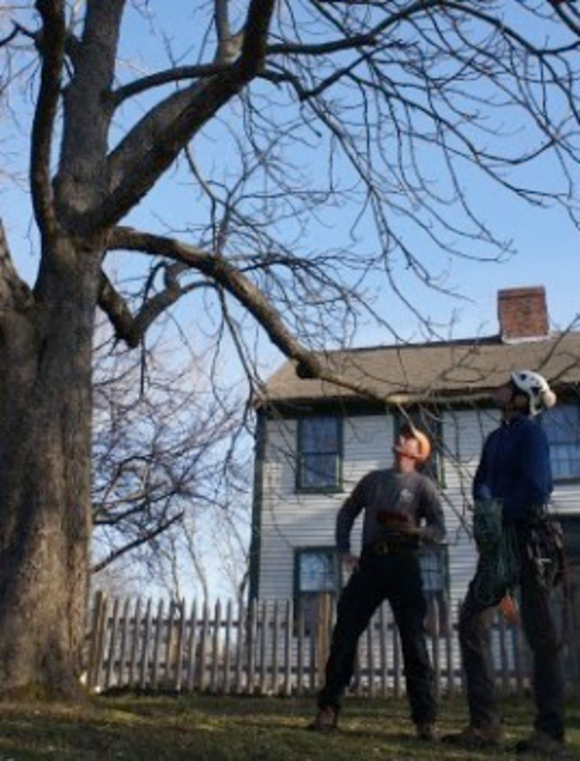 Whipple, Morra tree companies merge | EastBayRI.com - News, Opinion ...