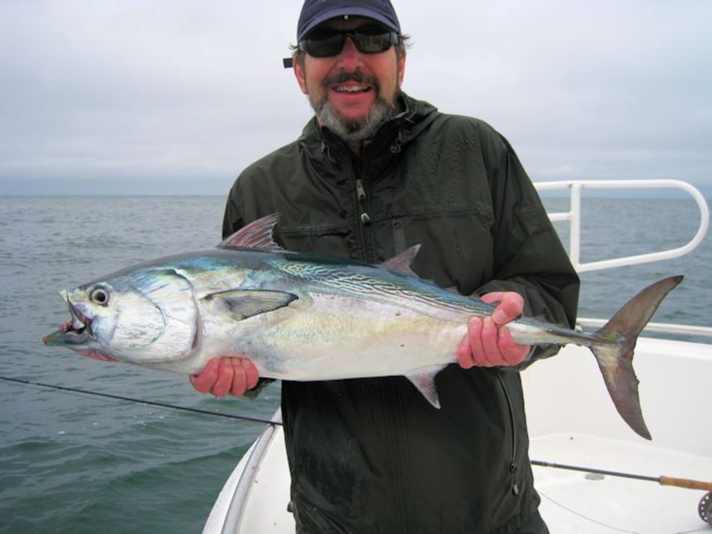 No Fluke: False albacore and bonito running hot | EastBayRI.com - News ...
