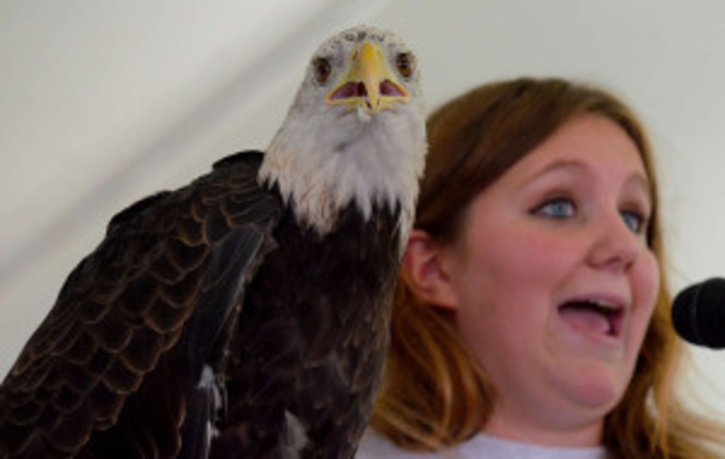 Birds of prey thrill crowd at Audubon's Raptor Weekend | EastBayRI.com ...