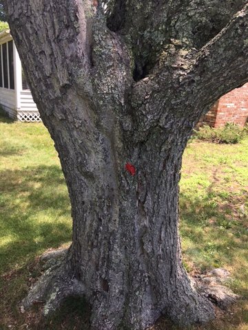 National Grid tags hazardous trees in Barrington | EastBayRI.com - News ...