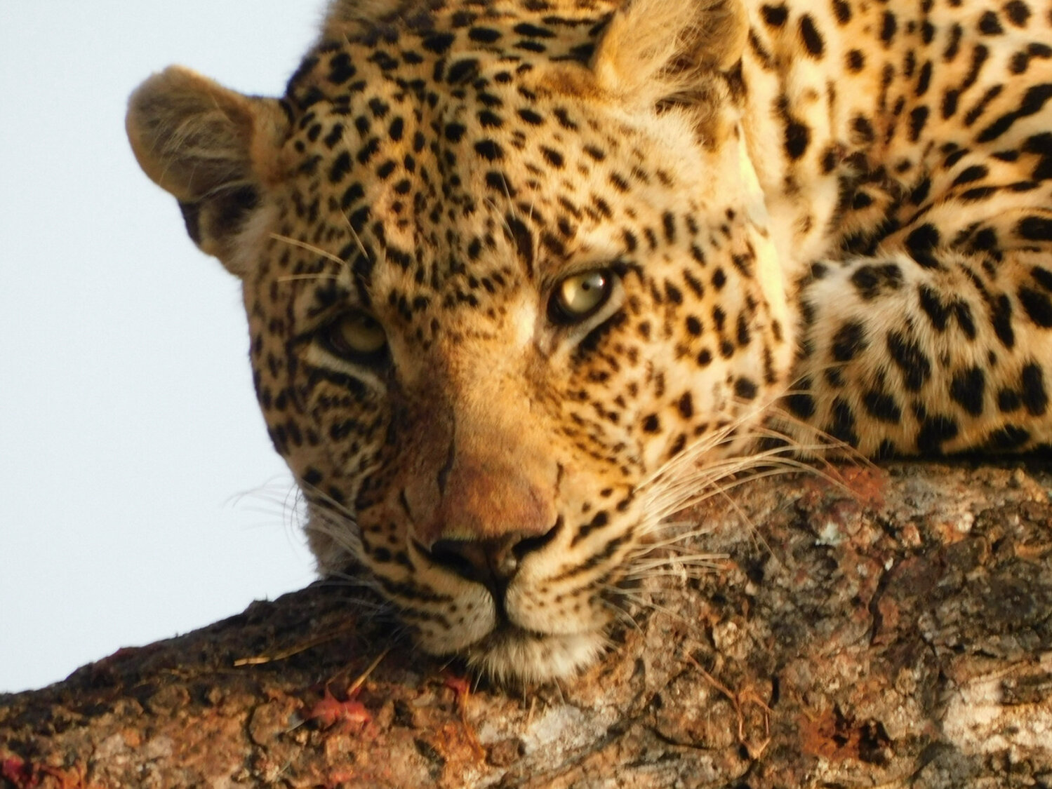 Barrington student's 'Leopard sunbathing' selected for exhibit ...