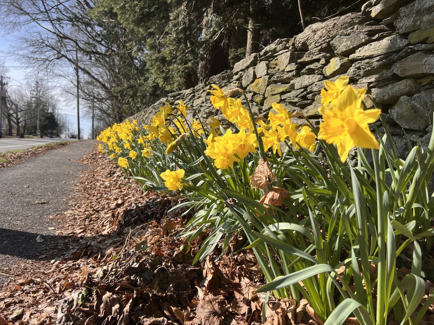 Spring blooms bring daffodil dreams in Bristol | EastBayRI.com - News ...