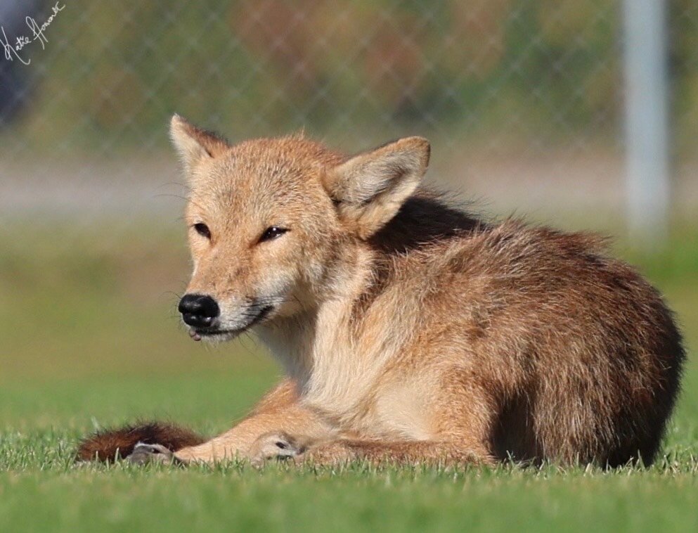 Barrington group’s goal: Peaceful coexistence with coyotes | EastBayRI ...