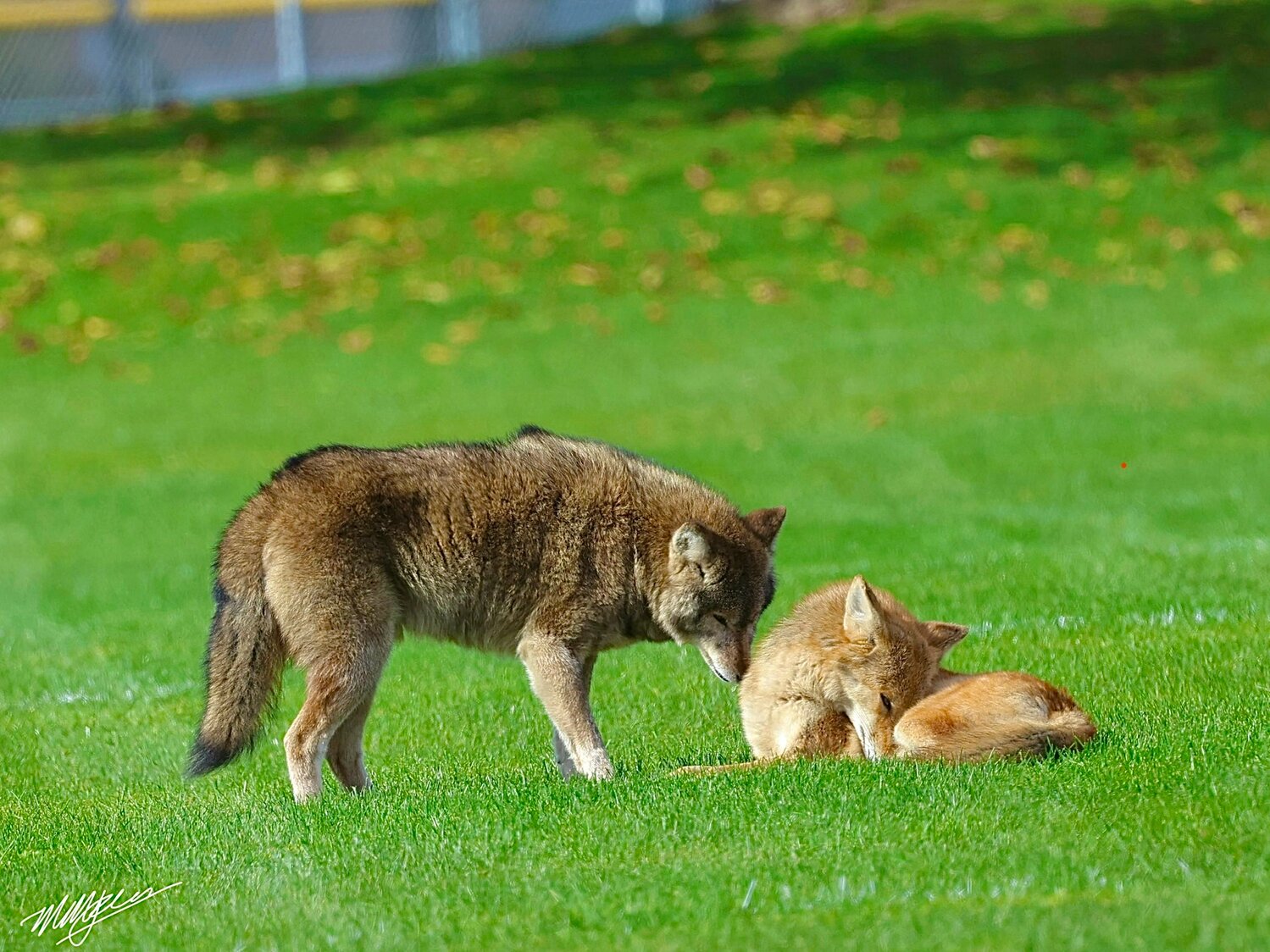‘Interest keeps growing’ in Barrington’s celebrity coyotes | EastBayRI ...