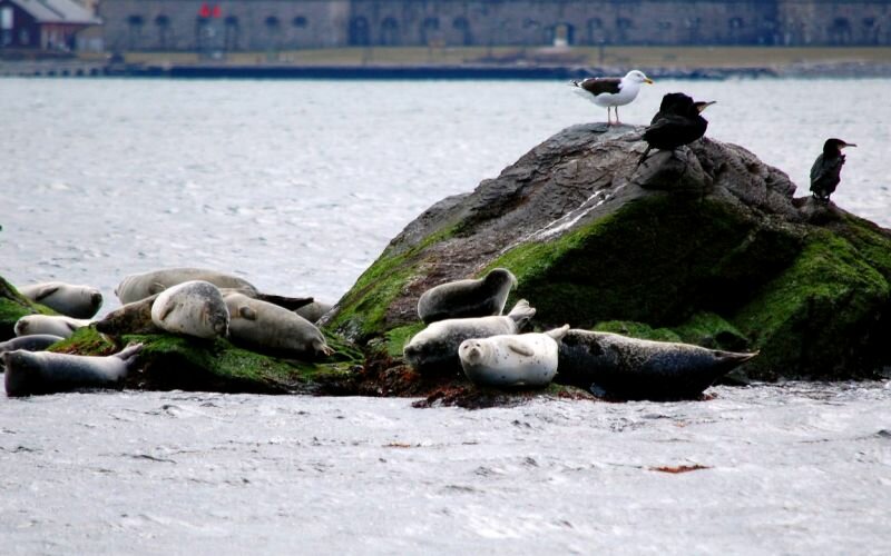 Save the Bay Seal Tours running every weekend | EastBayRI.com - News ...