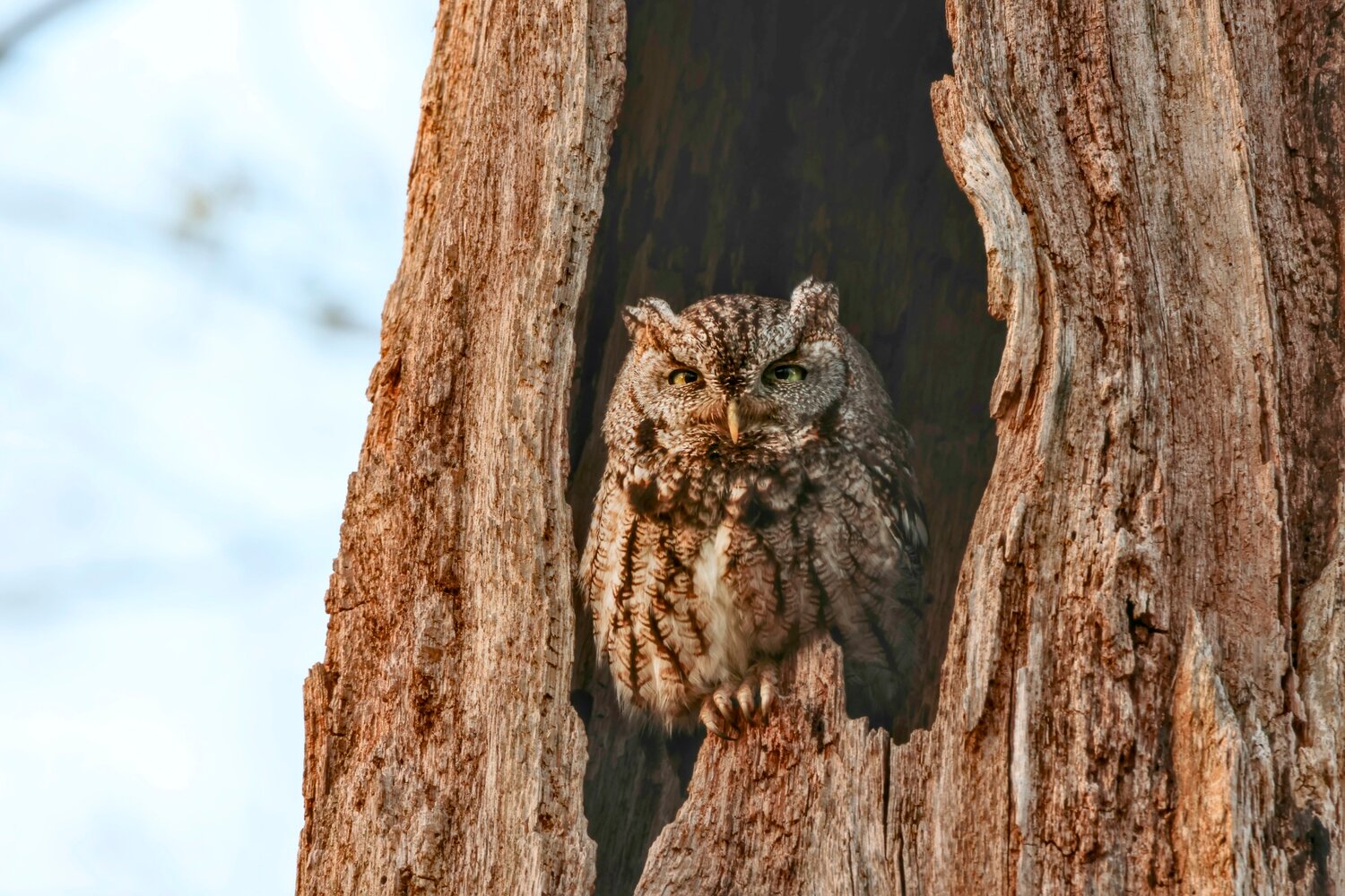 ‘Hoots and Hot Chocolate’ at Caratunk | EastBayRI.com - News, Opinion ...