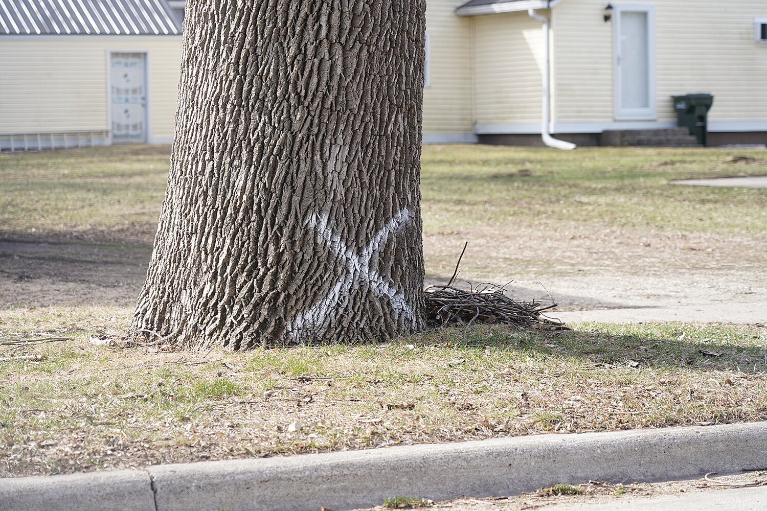Emmetsburg City Council Approves Right of Way Tree Removal - Emmetsburg ...