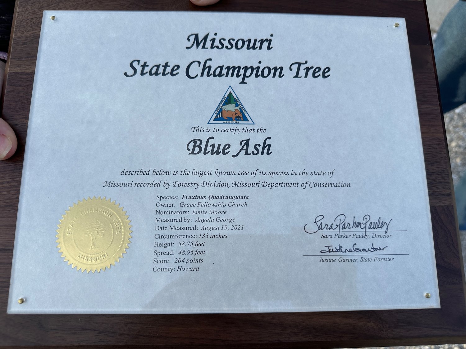 Blue Ash awarded Missouri State Champion Tree | The Fayette Advertiser