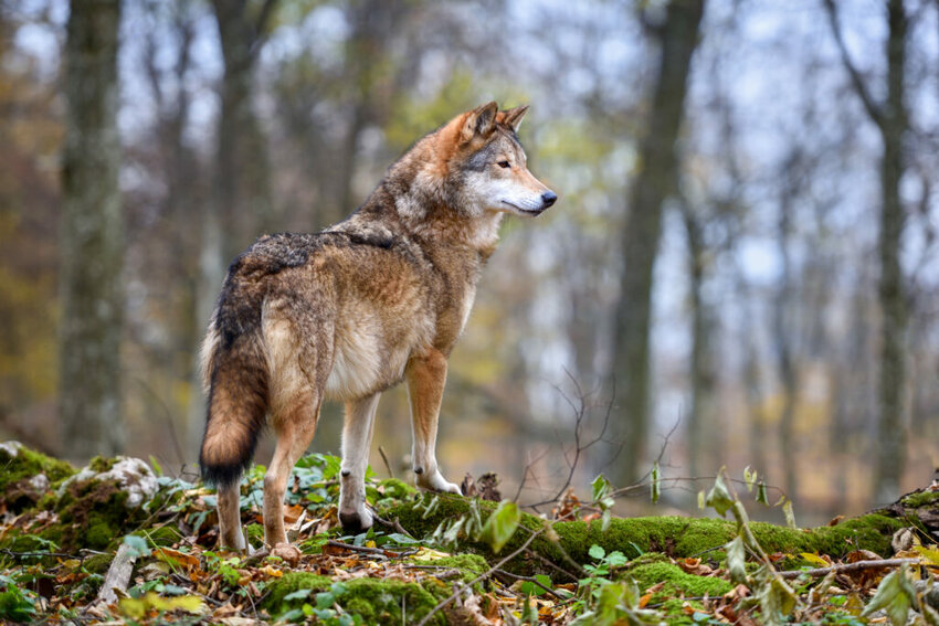 Producers and others press for wolf pause - Gunnison Country Times