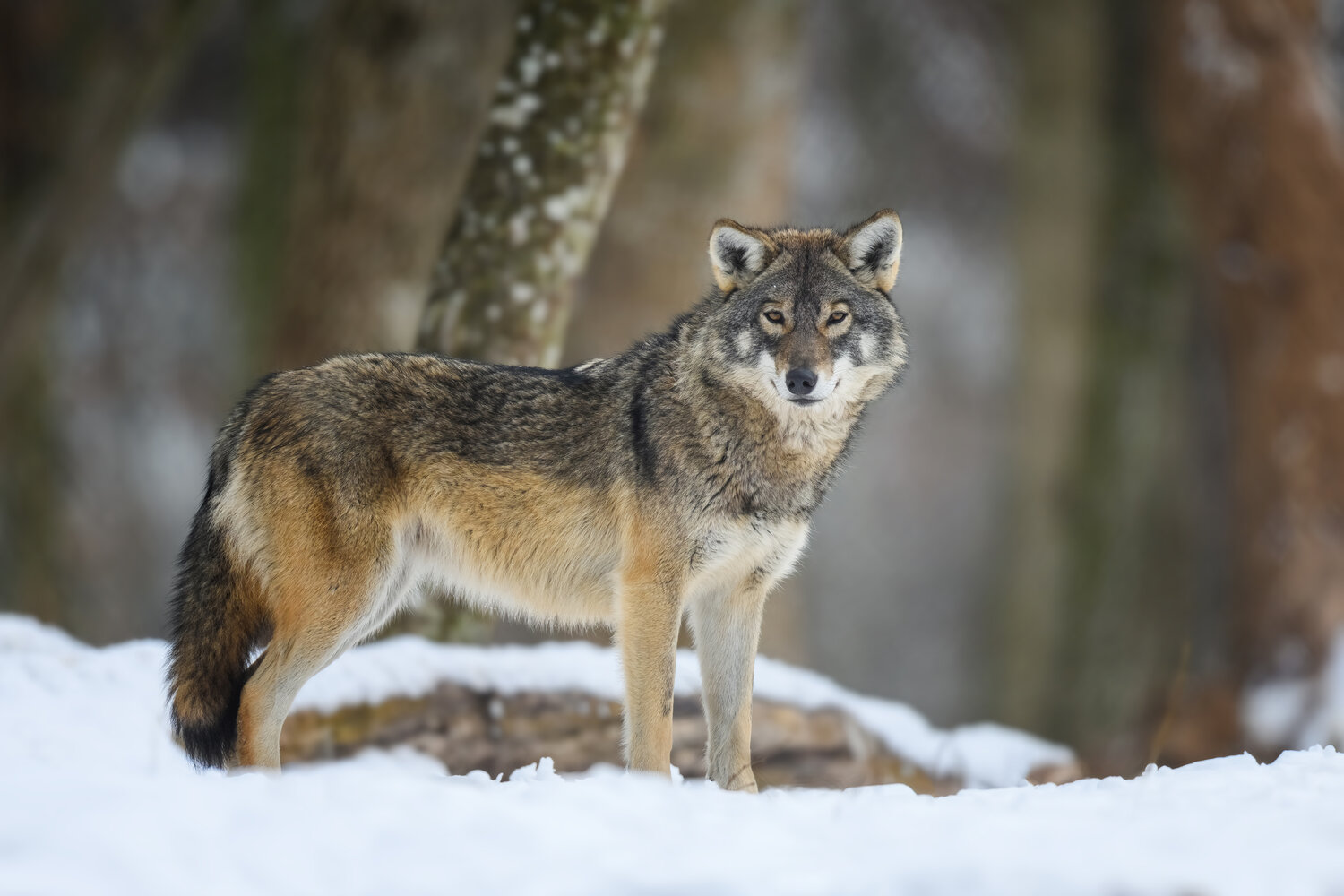 CPW confirms first Colorado-born wolf pup - Gunnison Country Times