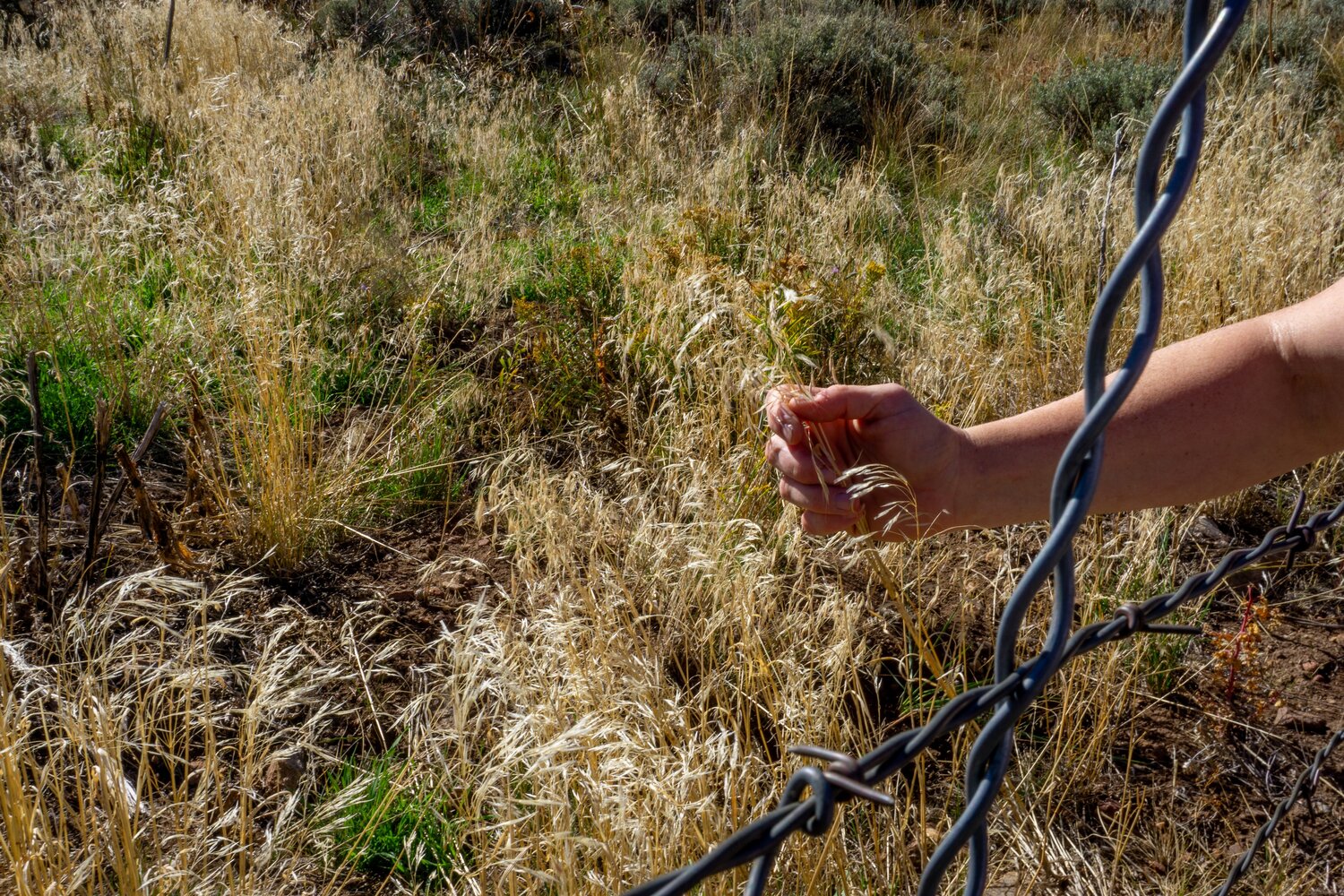Local News - Gunnison Country Times