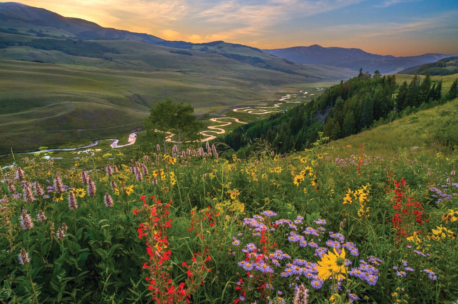 RMBL forecasts earlier wildflower season - Gunnison Country Times
