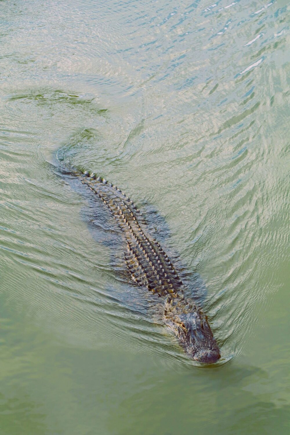 Alligator spotted in Columbia Canal near Lexington County line. What to ...