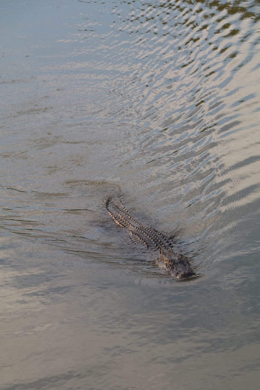 Alligator spotted in Columbia Canal near Lexington County line. What to ...