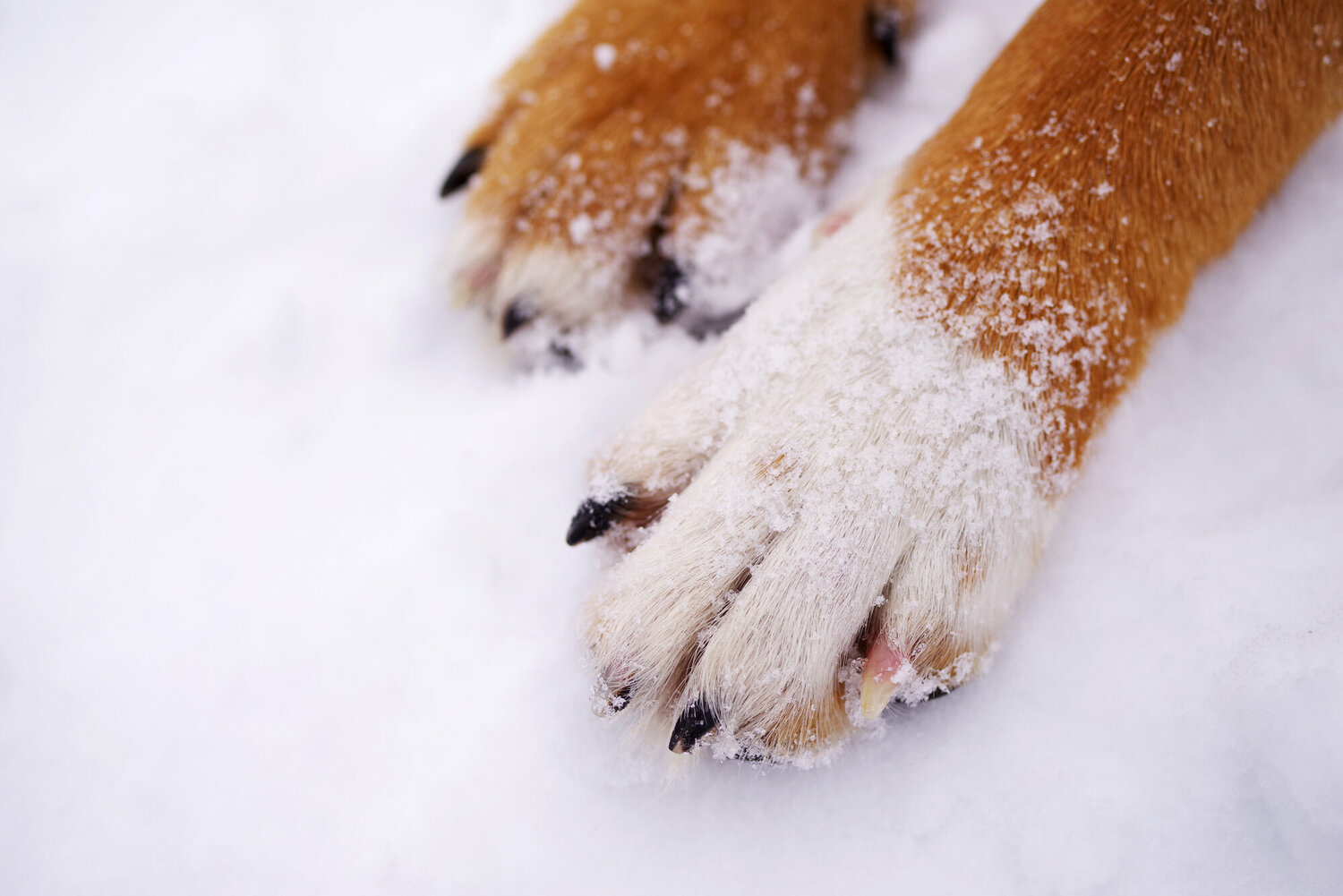 Don't forget to care for companion animals in cold weather | Lexington ...