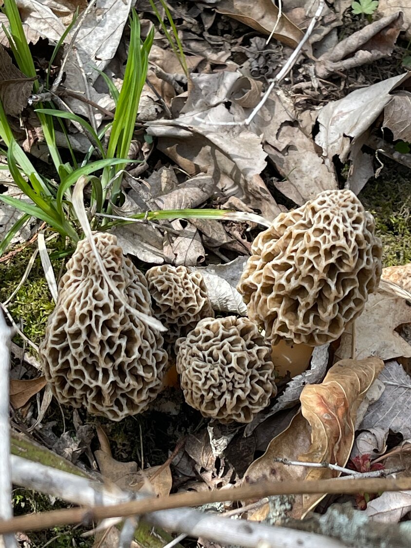 Morel foragers preparing - Tribune and Times