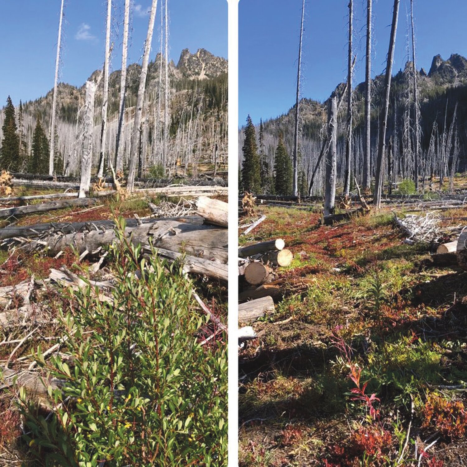 Lost Trails Found crews, volunteers return to trails in the Entiat ...