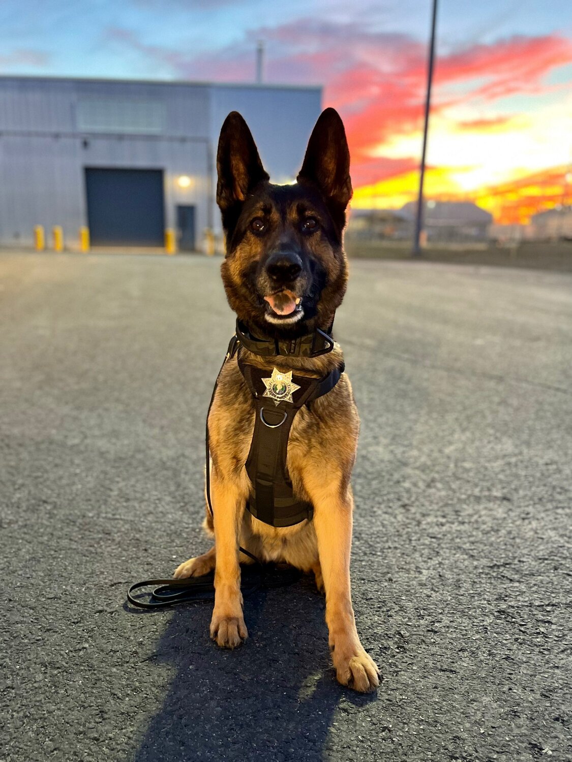 Chelan County Regional Justice Center’s new drug-sniffing dog ready for ...