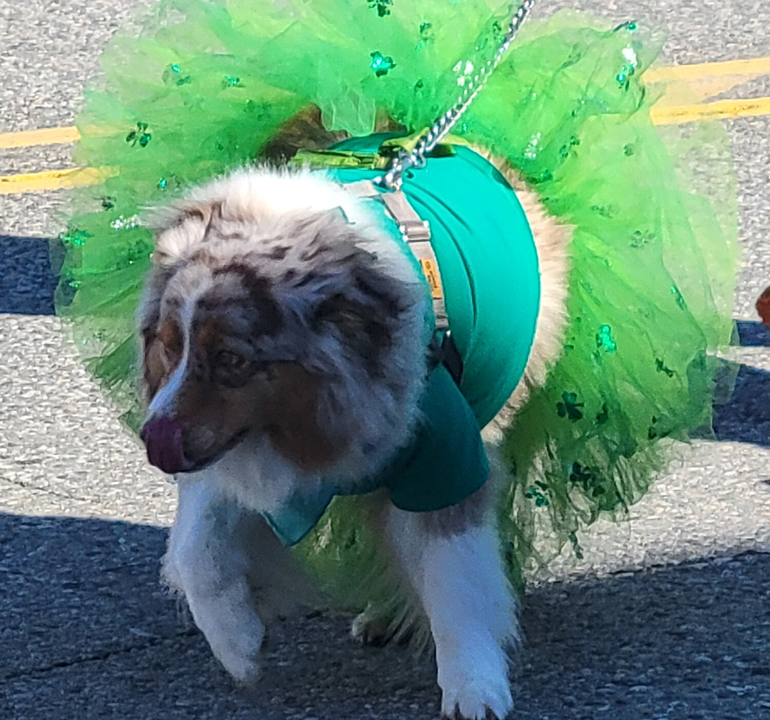 Wearin’ of the green: Shamrock Shuffle, Top Dog Parade - Lake Chelan Mirror